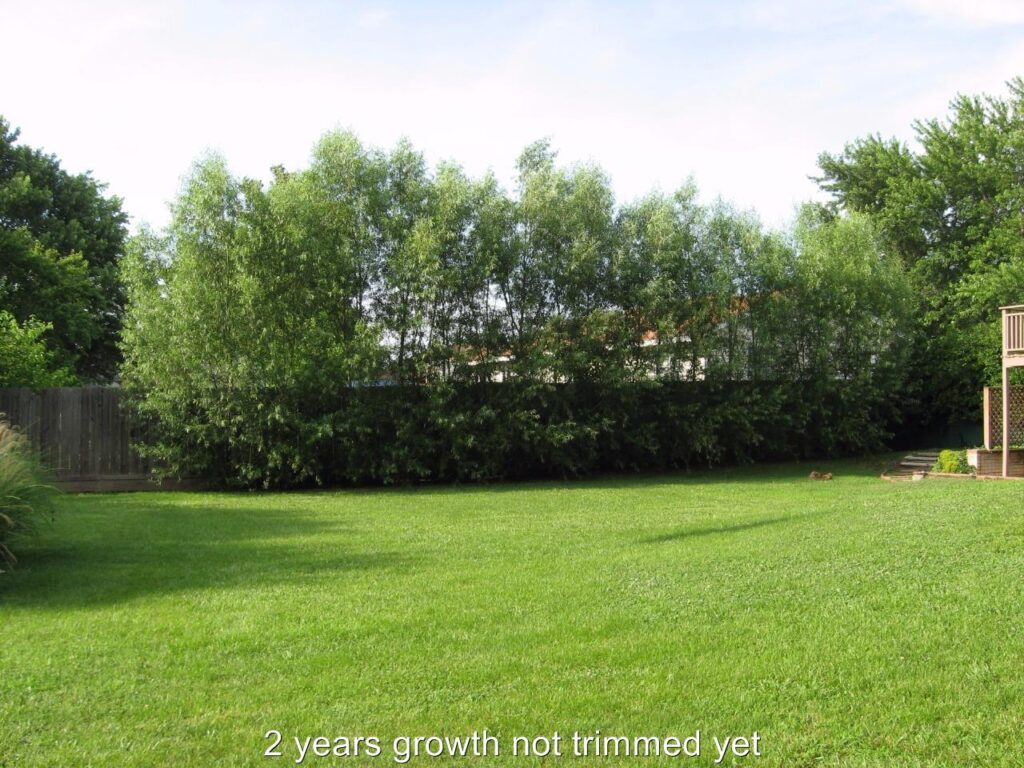 50 Austree Hybrid Willow Trees Salix Matsudana X Alba Austrees