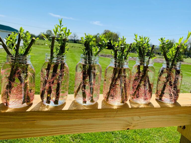 100 Austree Hybrid Willow Trees. Instant Privacy Hedge Fence. Grows 12 ...