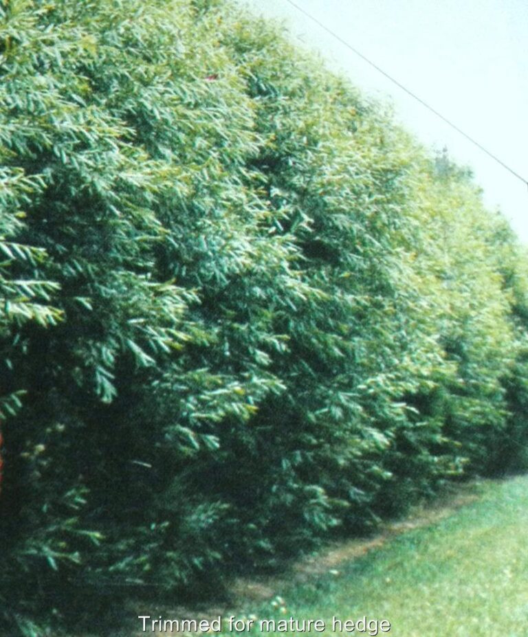 100 Austree Hybrid Willow Trees. Instant Privacy Hedge Fence. Grows 12 ...